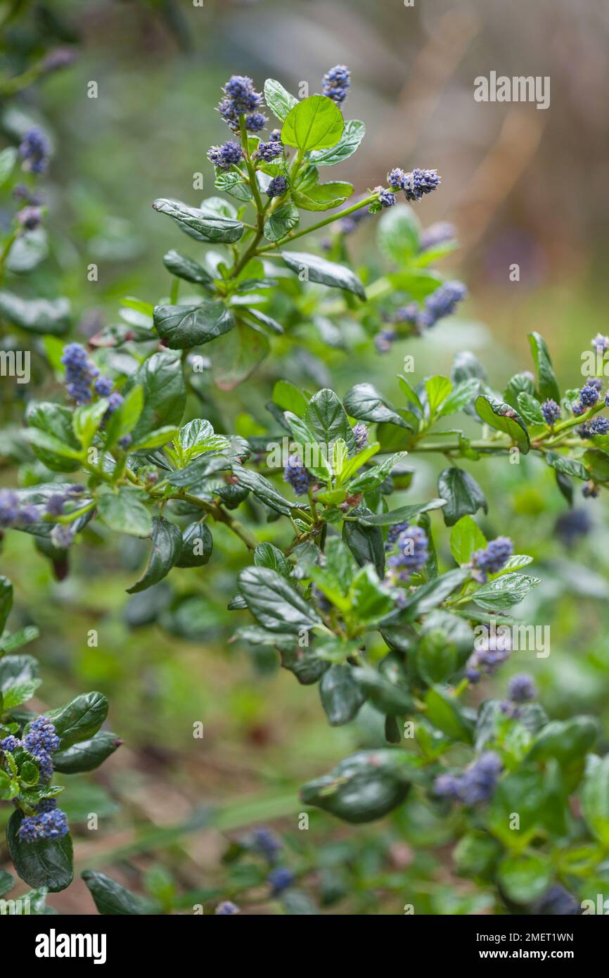 Ceanothus griseus var. horizontalis 'Yankee Point' Stock Photo - Alamy