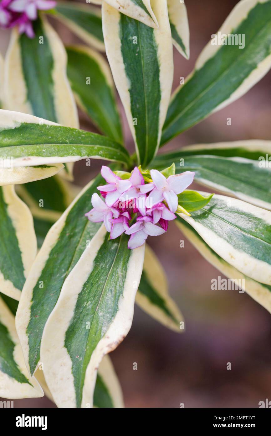 Winter daphne hi-res stock photography and images - Alamy