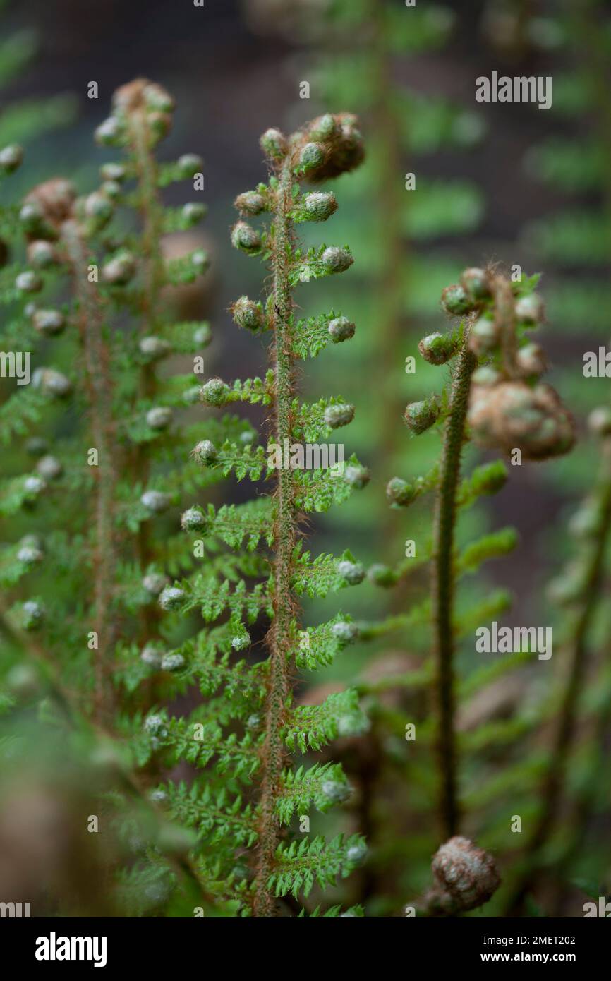 Dryopteris affinis 'Cristata Angustata Stock Photo - Alamy