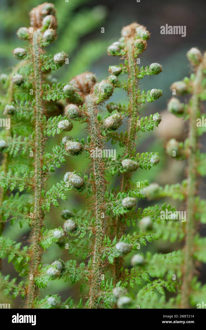 Dryopteris affinis 'Cristata Angustata' (Scaly Male Fern Stock Photo ...