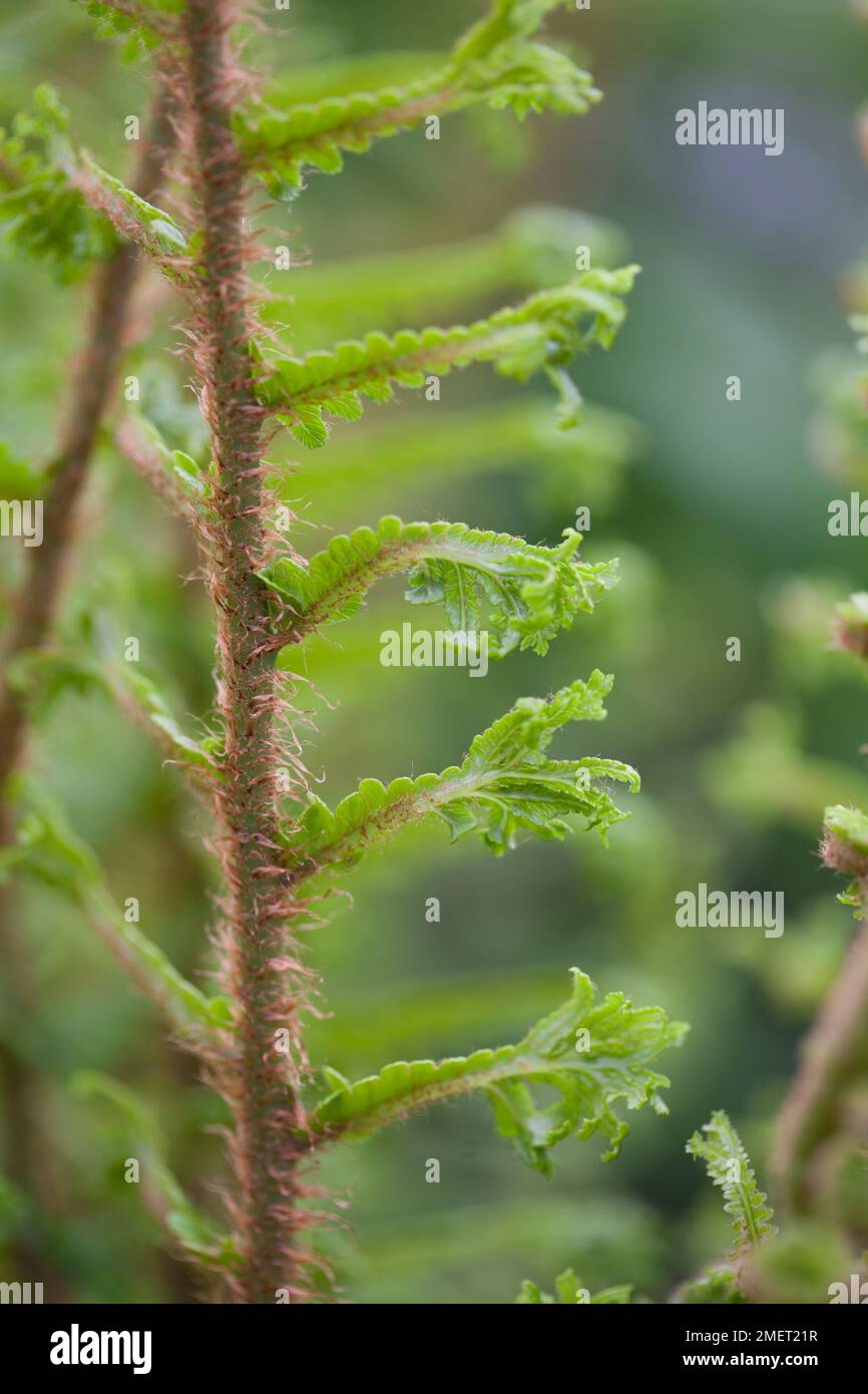 Dryopteris affinis 'Cristata' Stock Photo - Alamy