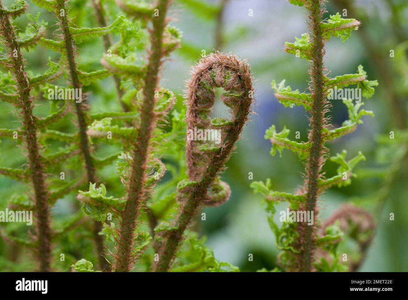Dryopteris affinis 'Cristata' Stock Photo - Alamy