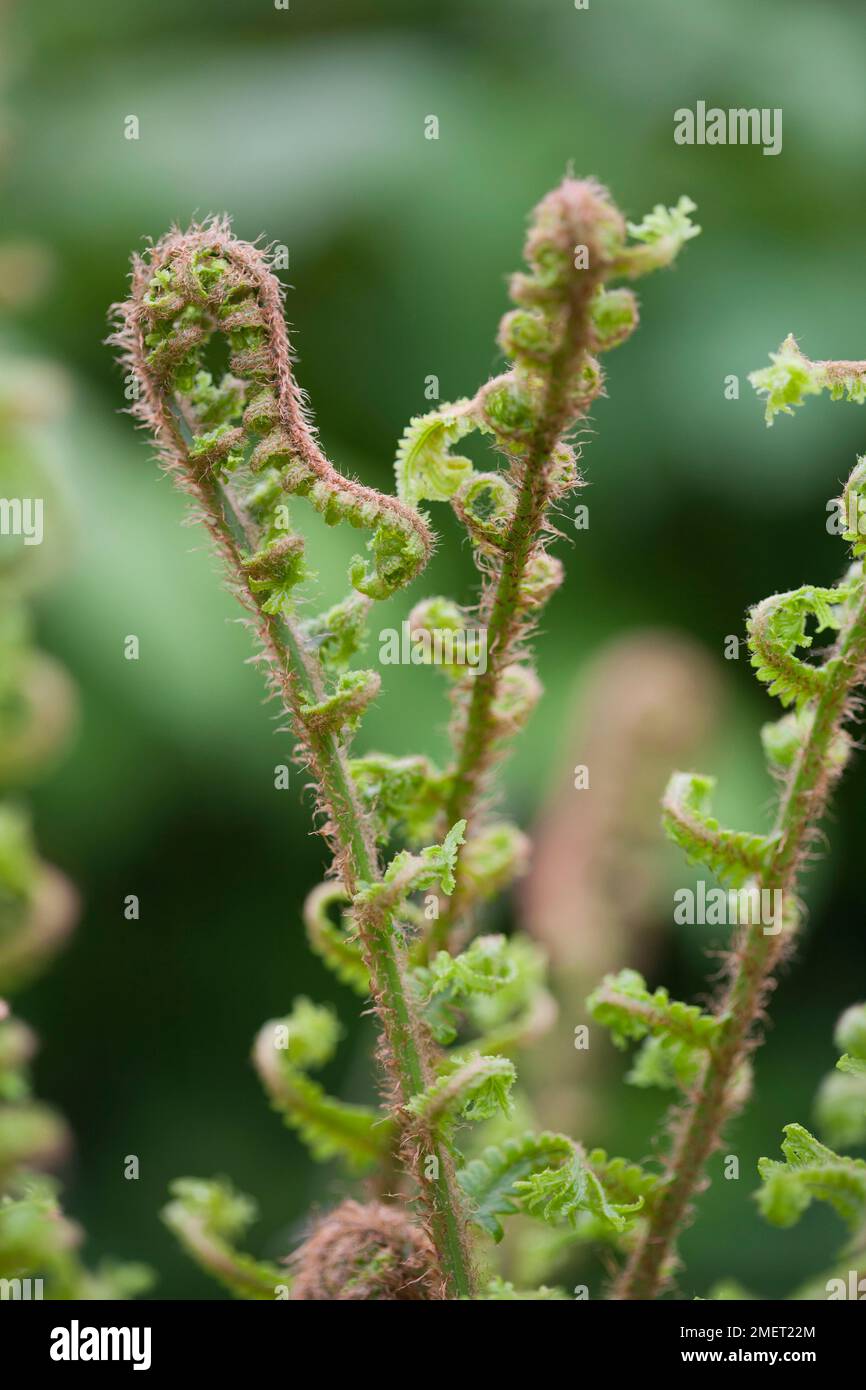 Dryopteris affinis 'Cristata' (Scaly Male Fern Stock Photo - Alamy