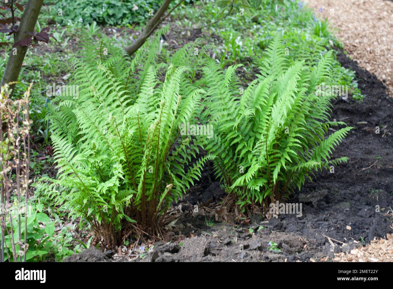 Dryopteris affinis affinis hi-res stock photography and images - Alamy