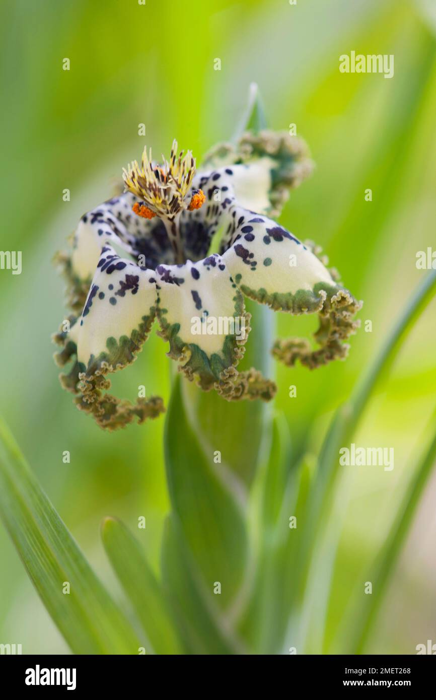 Ferraria crispa (Black Flag, Starfish Lily Stock Photo - Alamy