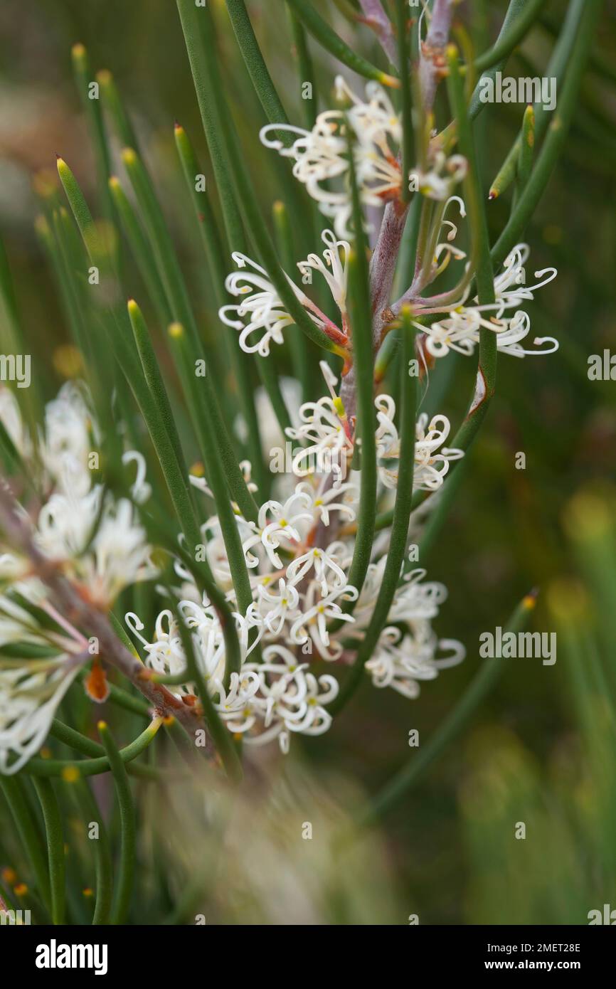 Hakea lissosperma (Needle Bush, Mountain Needlewood Stock Photo - Alamy
