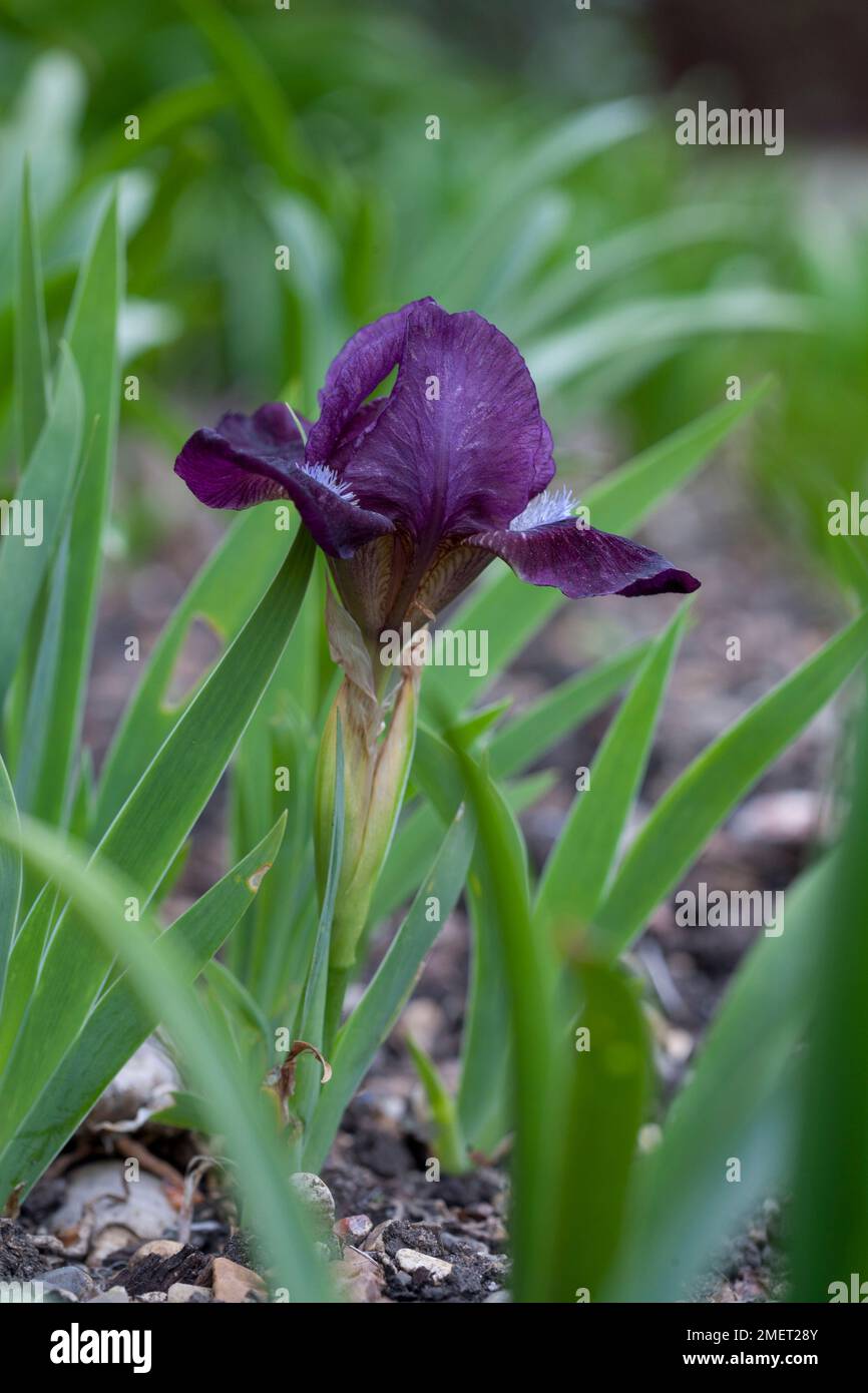 Iris 'Hello Darkness' Stock Photo - Alamy