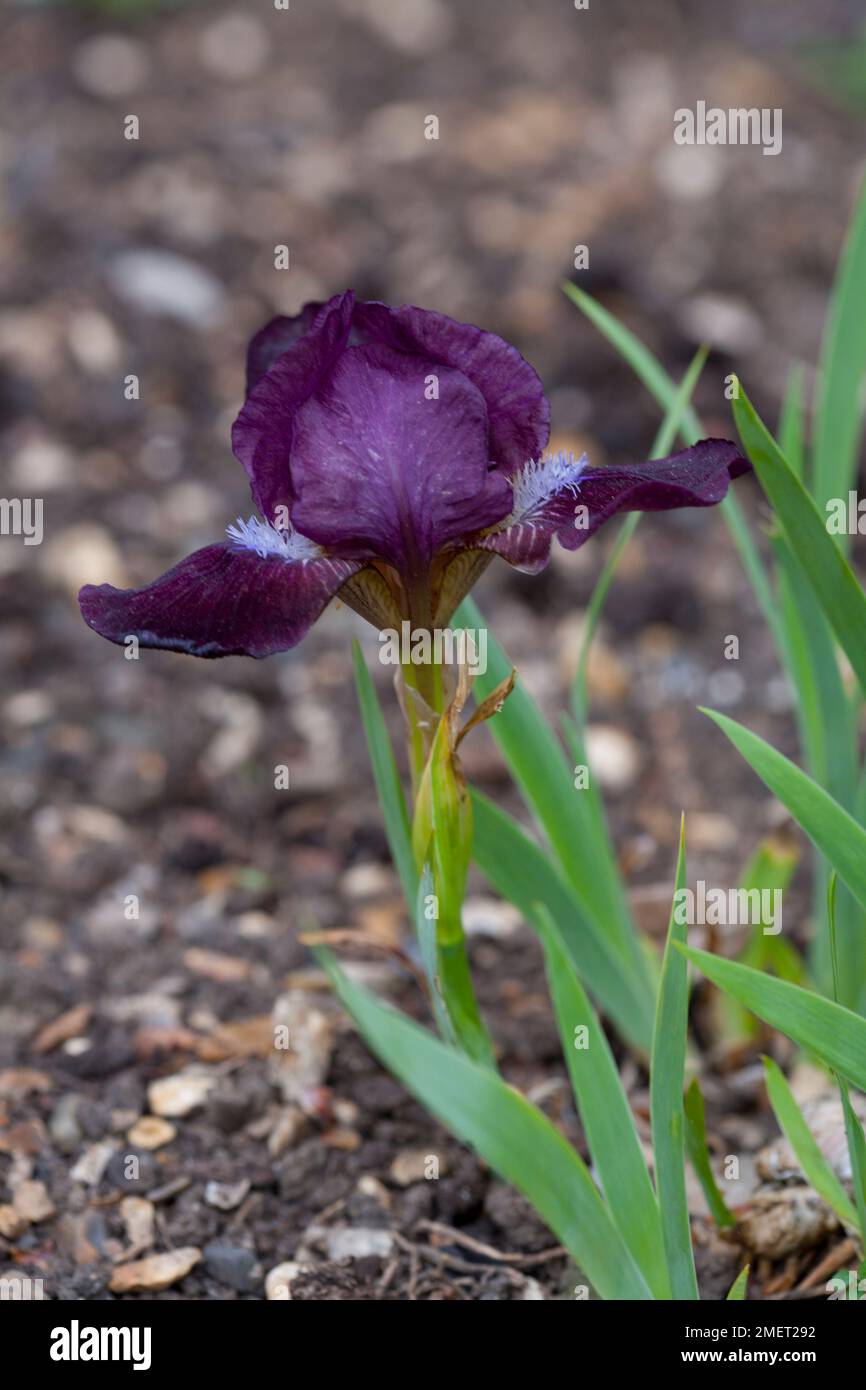 Iris 'Hello Darkness' Stock Photo - Alamy