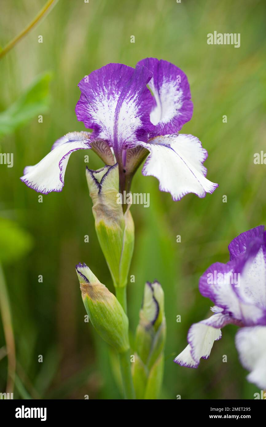 Rare colour image hi-res stock photography and images - Alamy