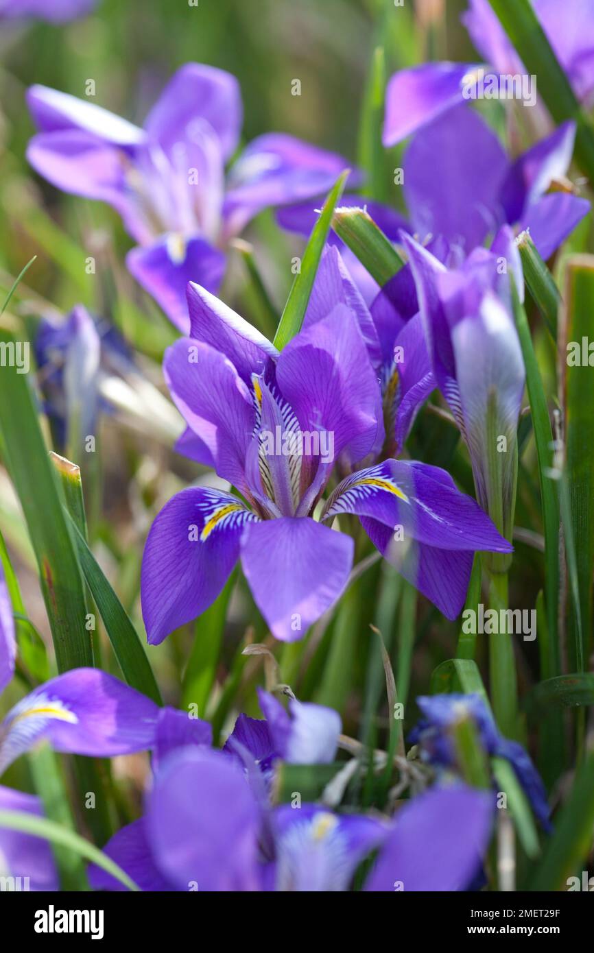 Barnard flower hi-res stock photography and images - Alamy