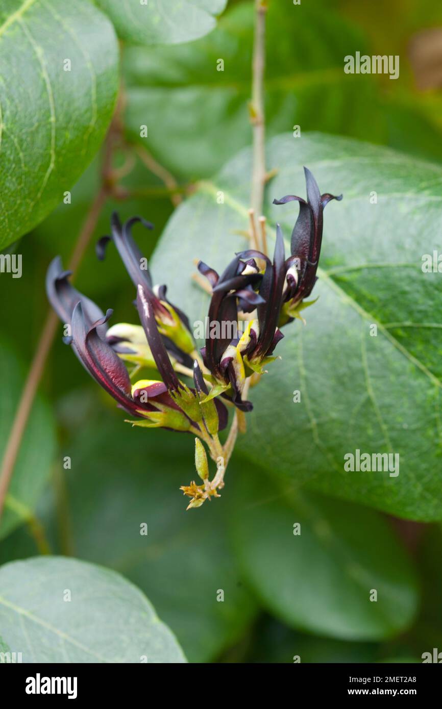 Kennedia hi-res stock photography and images - Alamy