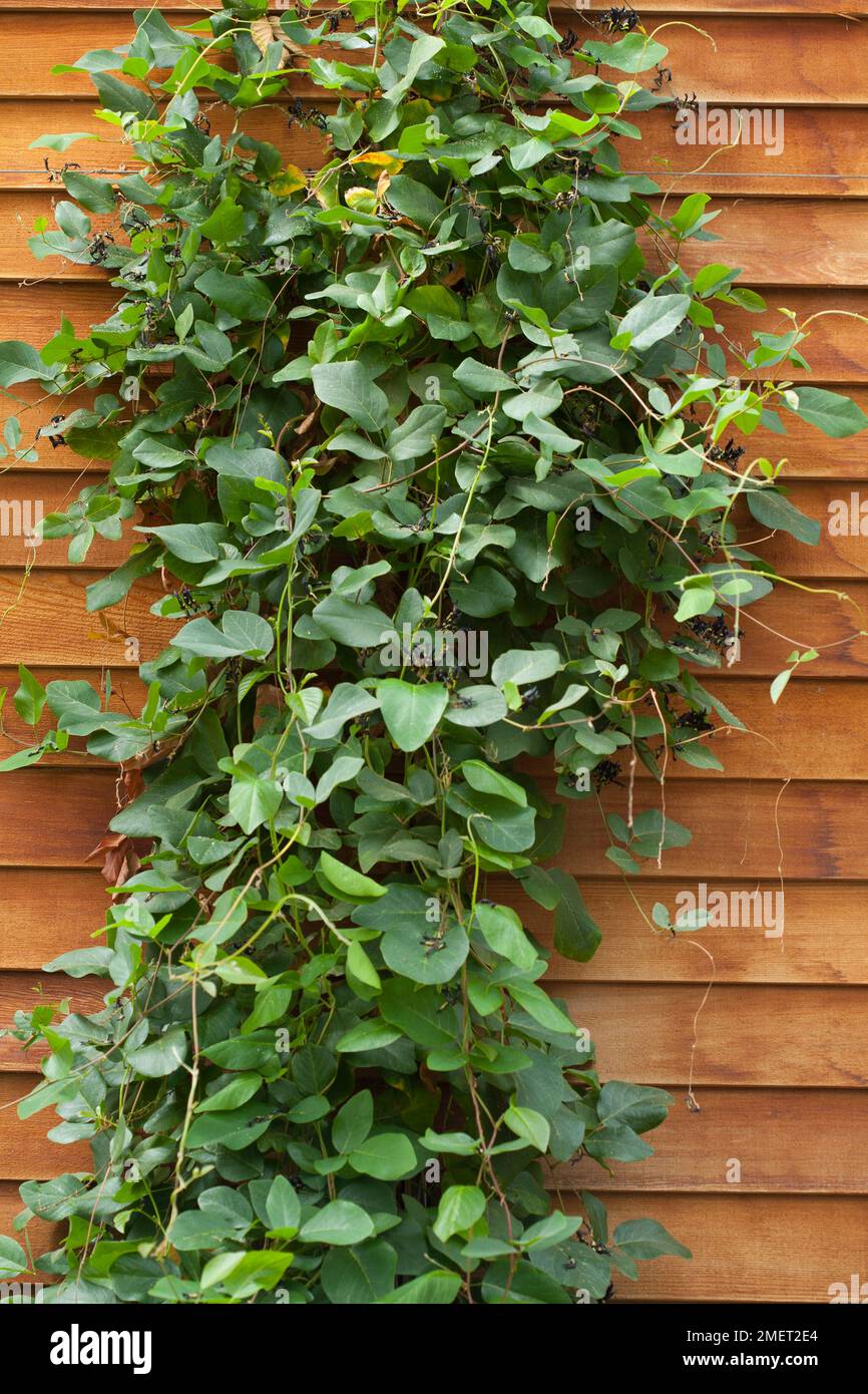 Kennedia hi-res stock photography and images - Alamy