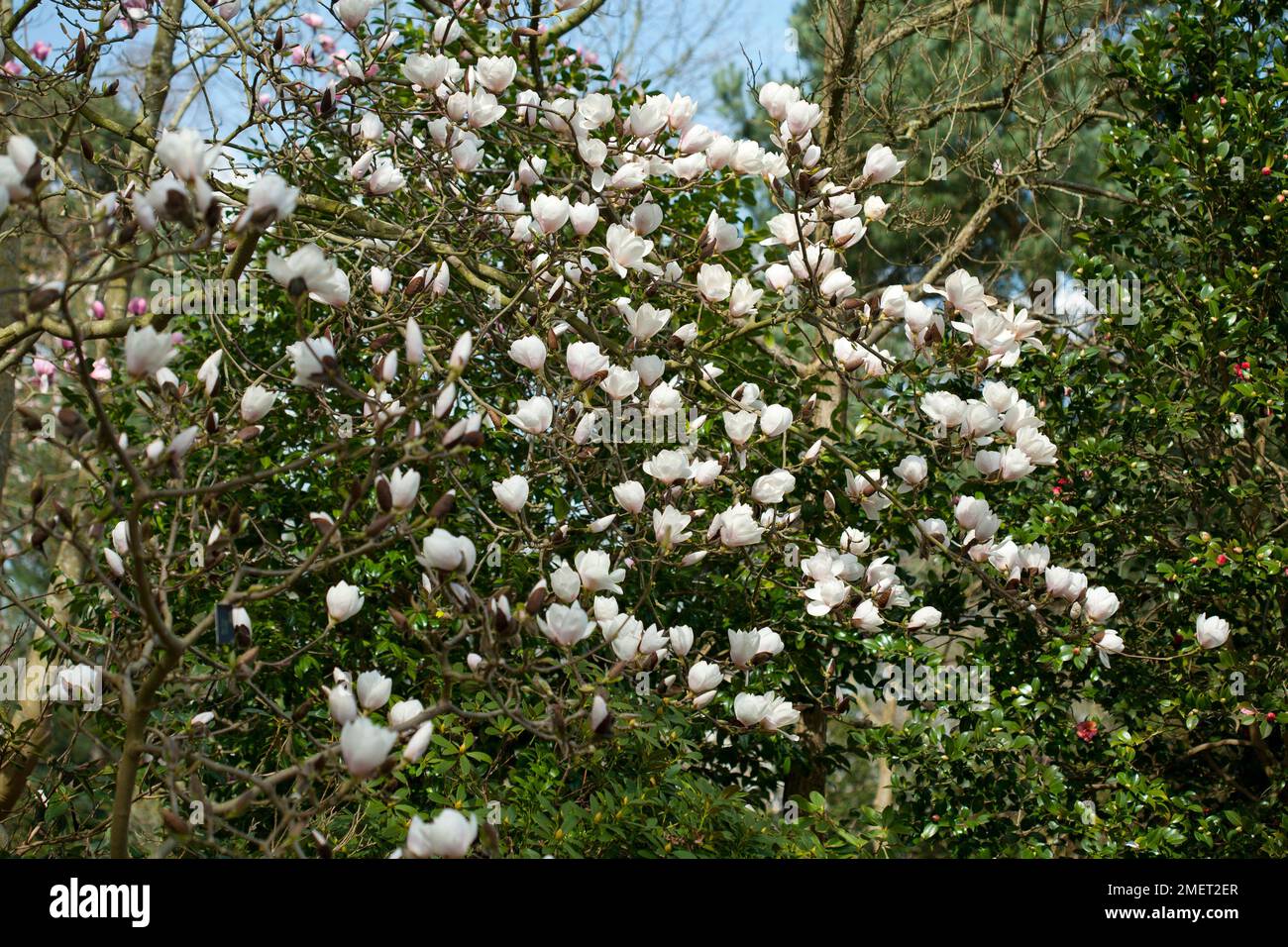 Milky way flowers hi-res stock photography and images - Alamy