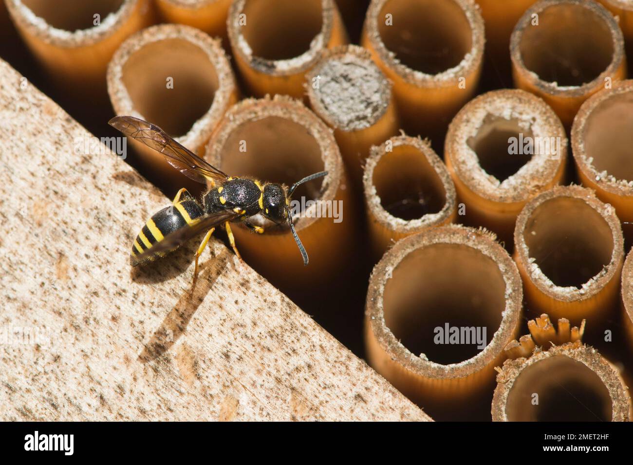 Clay wasp (Ancistrocerus nigricornis), Emsland, Lower Saxony, Germany ...
