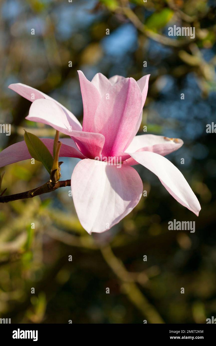 Magnolia 'Star Wars' Stock Photo - Alamy