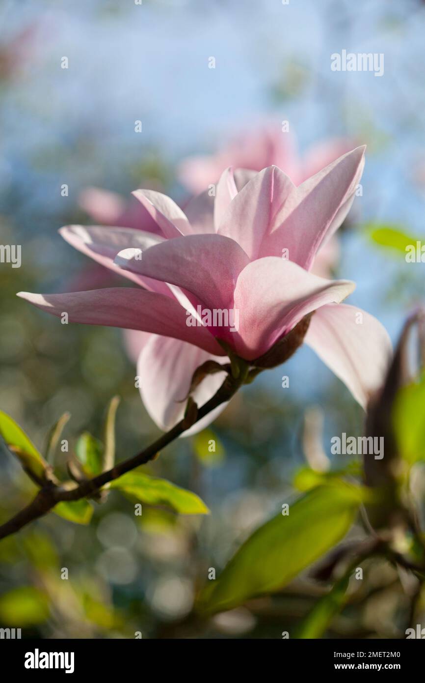 Magnolia ‘star wars’ hi-res stock photography and images - Alamy