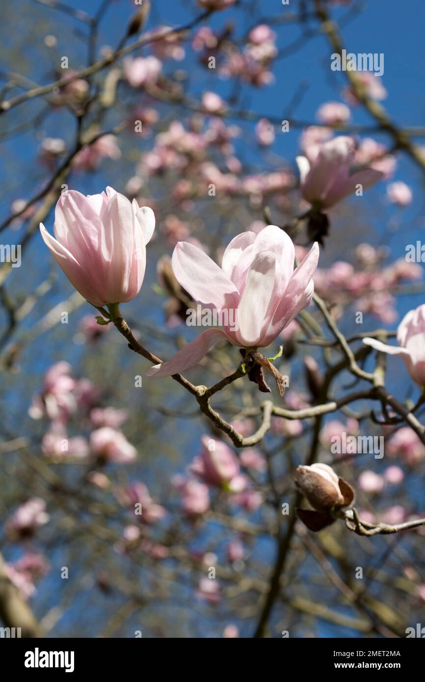 Magnolia campbellii 'Darjeeling' Stock Photo - Alamy