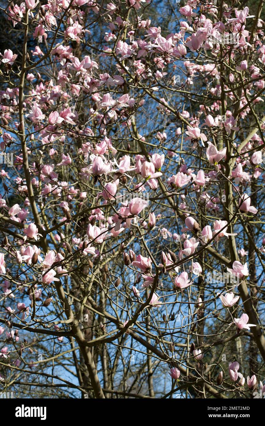 Magnolia campbellii 'Darjeeling' Stock Photo - Alamy