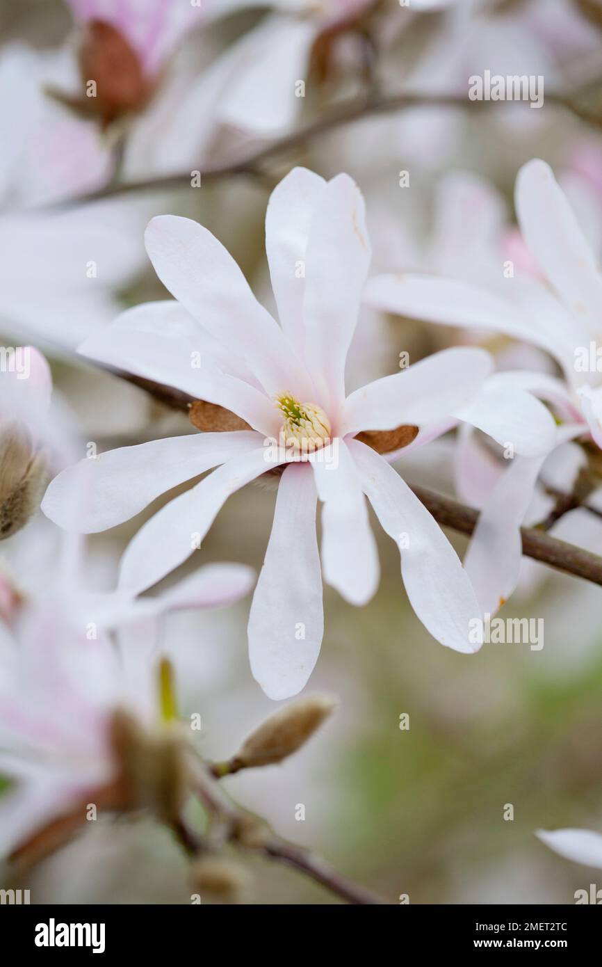 Magnolia stellata 'Jane Platt' (Star Magnolia Stock Photo - Alamy