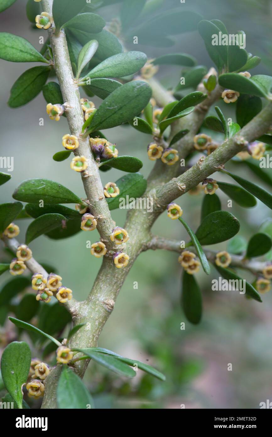 Crassifolius hi-res stock photography and images - Alamy