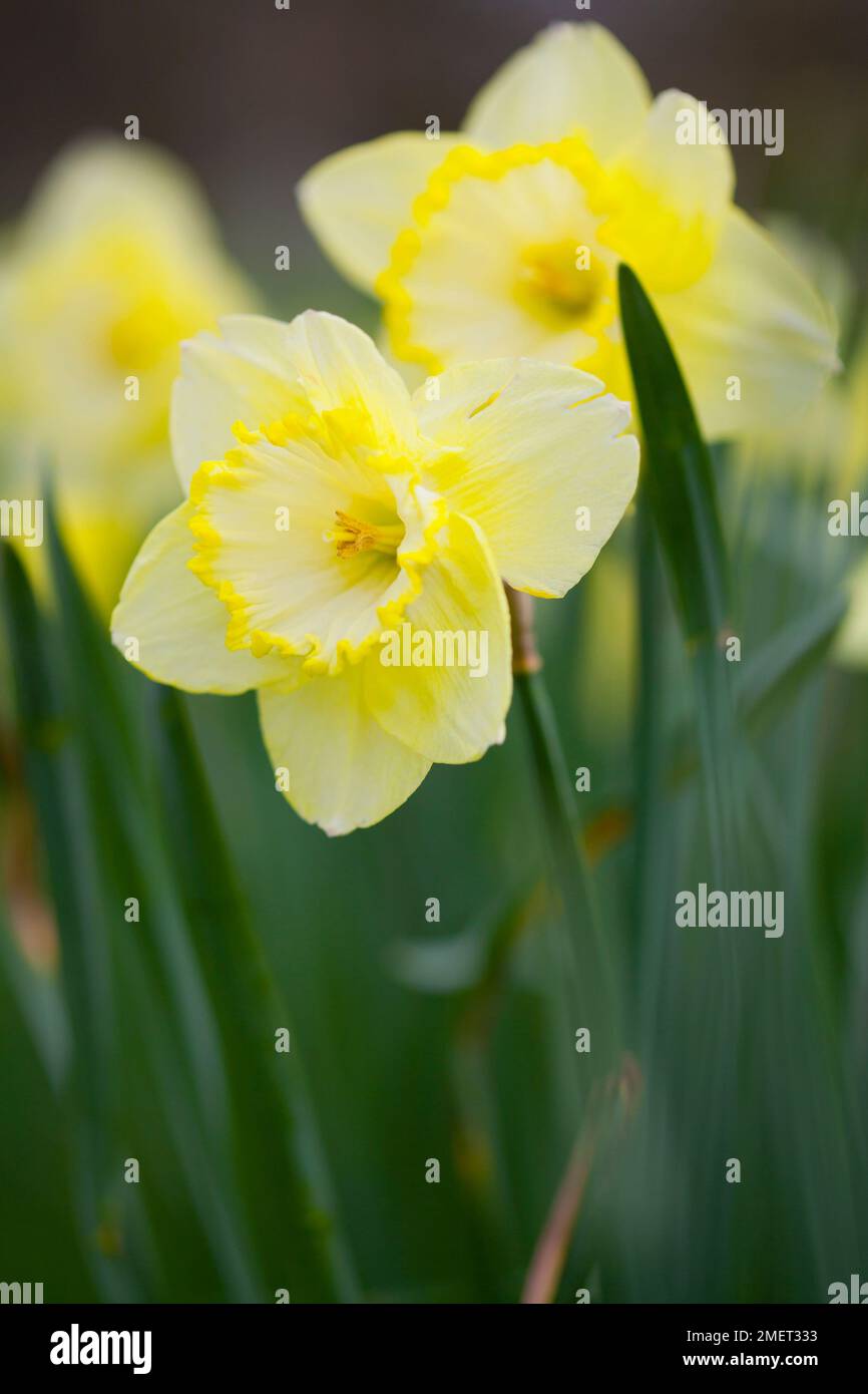 Narcissus 'Fragrant Rose' (Daffodil Stock Photo - Alamy