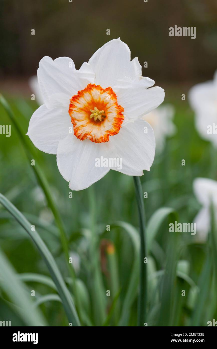 Narcissus 'Professor Einstein' (Daffodil Stock Photo - Alamy