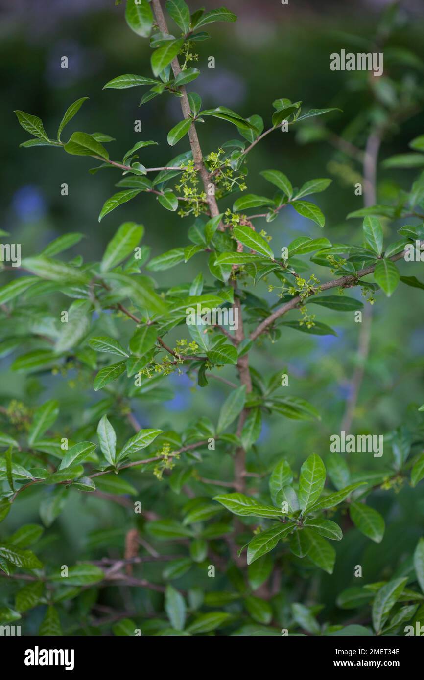 Orixa japonica orixa japonica hi-res stock photography and images - Alamy