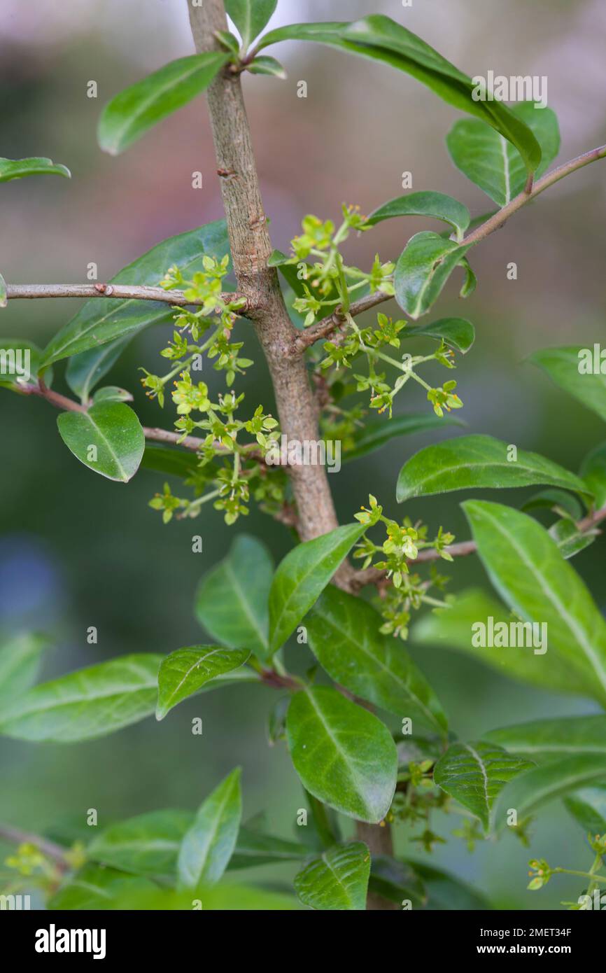 Orixa hi-res stock photography and images - Alamy