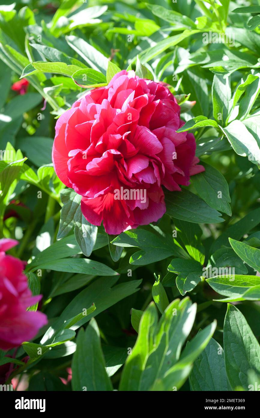 Paeonia officinalis in bloom hi-res stock photography and images - Alamy