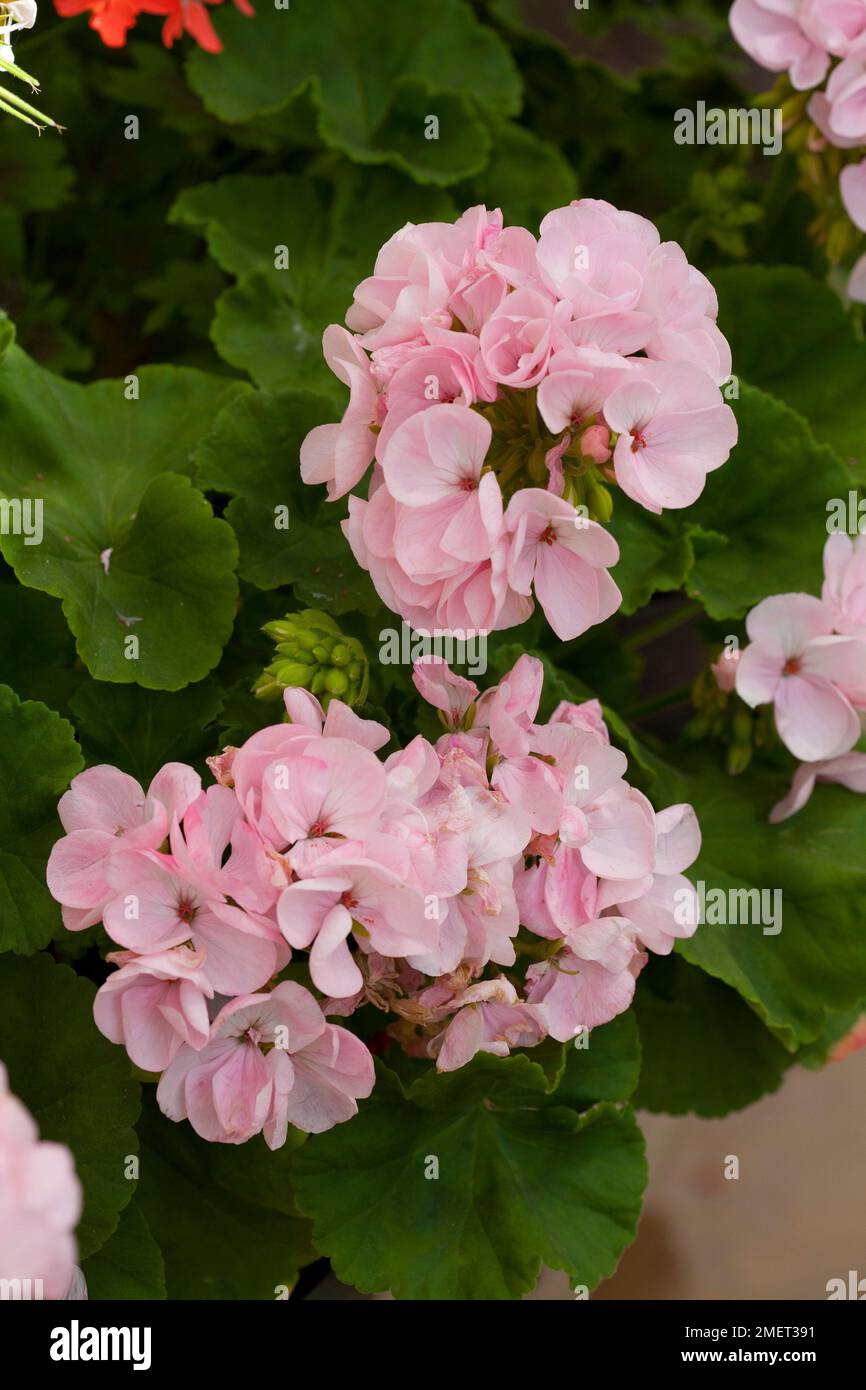 Serenade of nature hi-res stock photography and images - Alamy