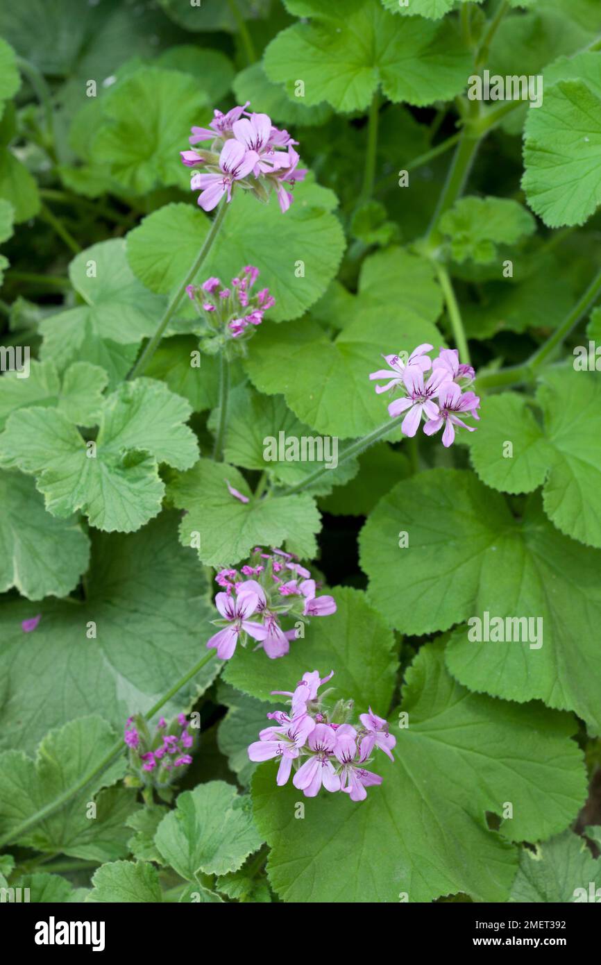 Pelargonium 'Atomic Snowflake' Stock Photo - Alamy