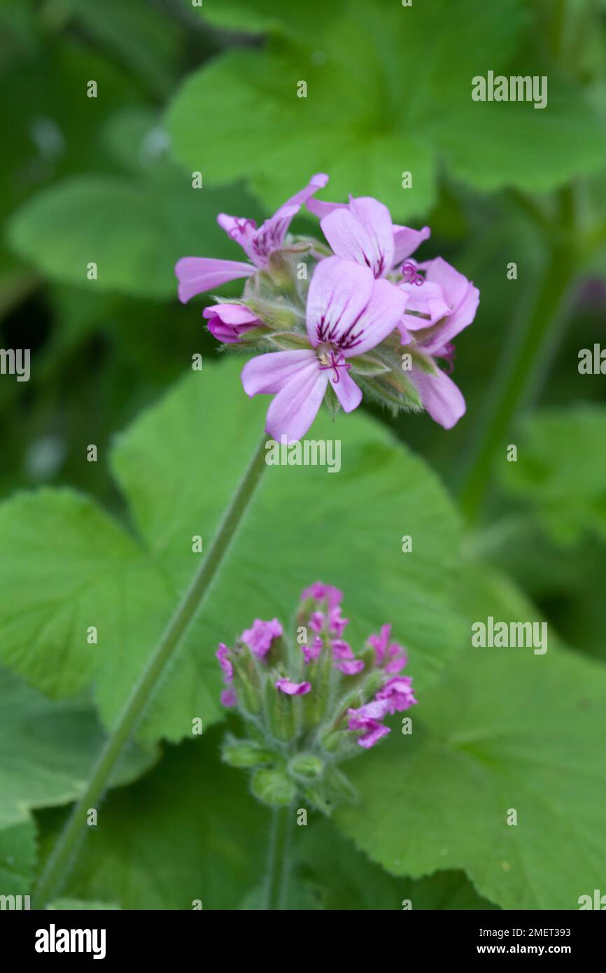 Pelargonium 'Atomic Snowflake' Stock Photo - Alamy