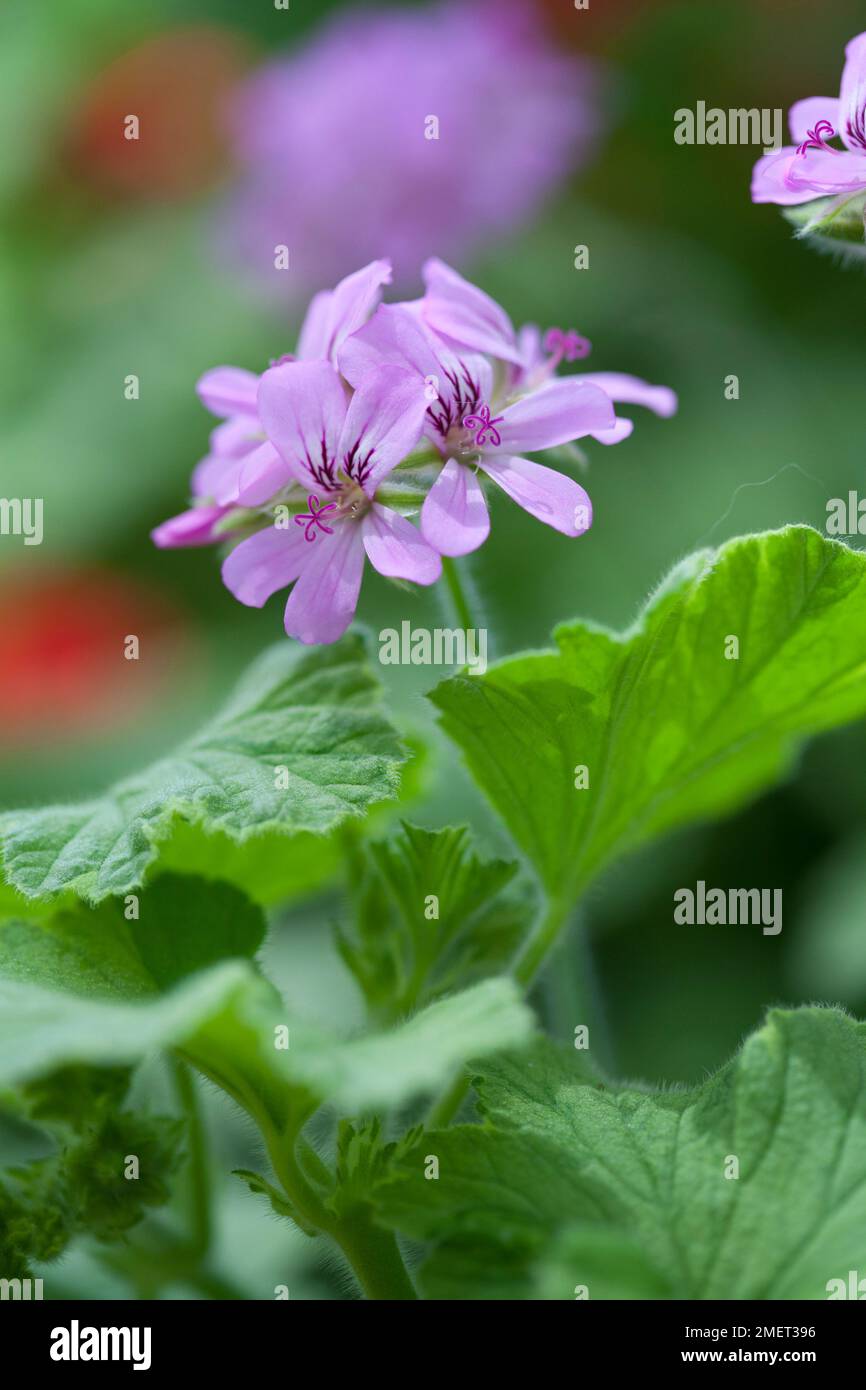 Pelargonium atomic snowflake hi-res stock photography and images - Alamy