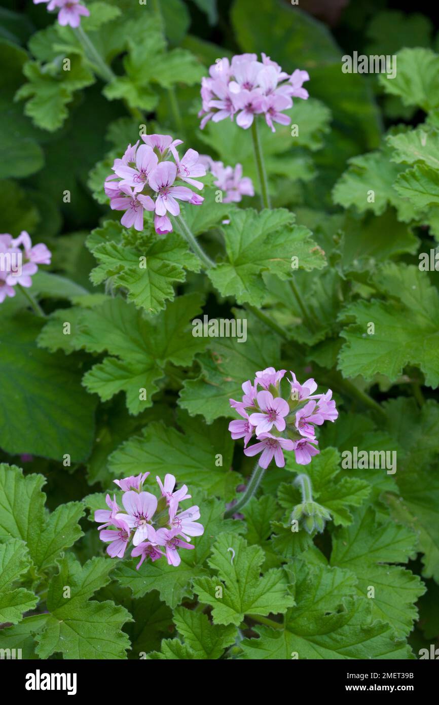 Pelargonium 'Attar of Roses' Stock Photo - Alamy