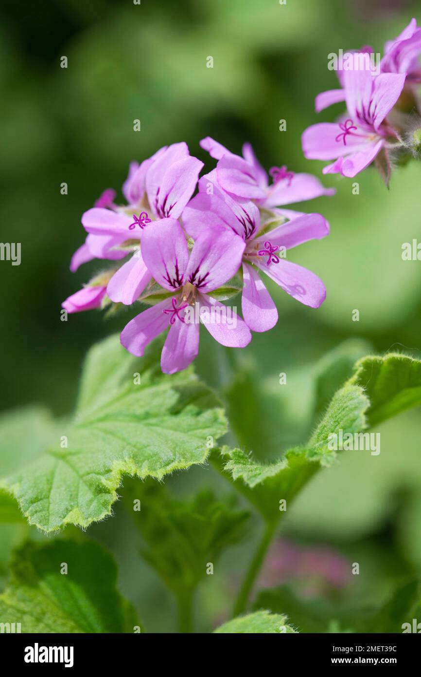 Pelargonium 'Atomic Snowflake' Stock Photo - Alamy