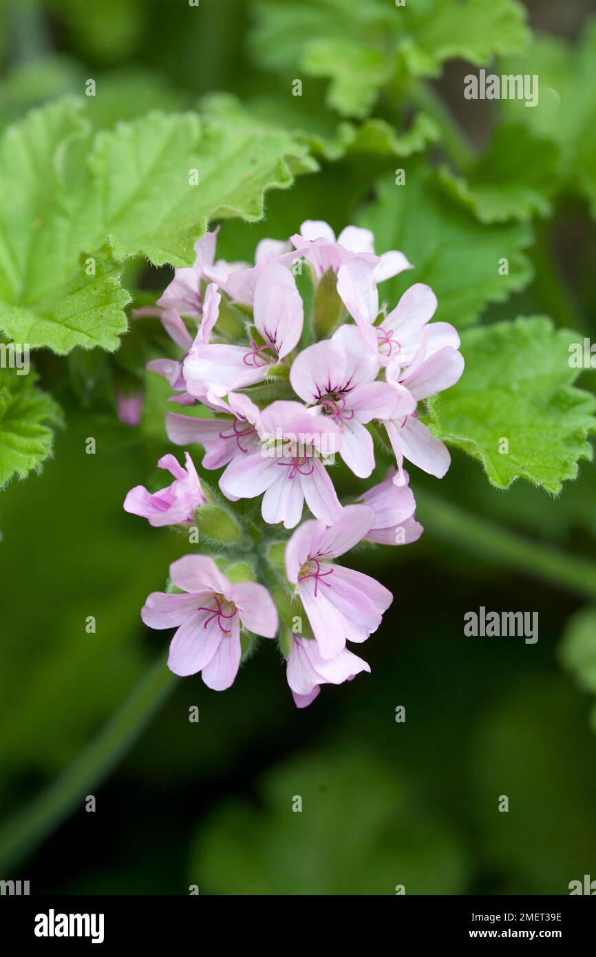Pelargonium 'Attar of Roses' Stock Photo - Alamy