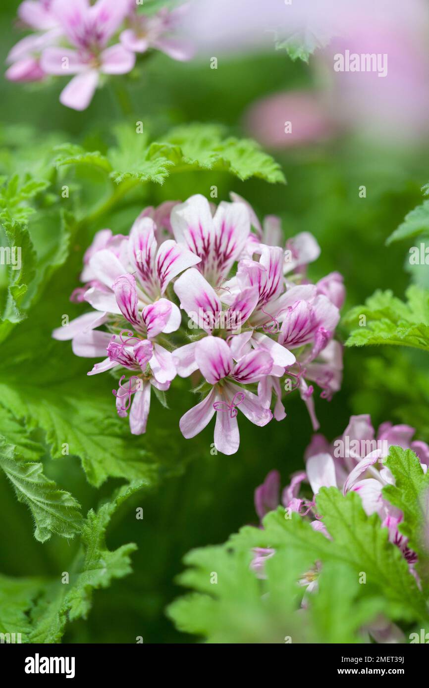 Pelargonium 'Camphor Rose' Stock Photo - Alamy