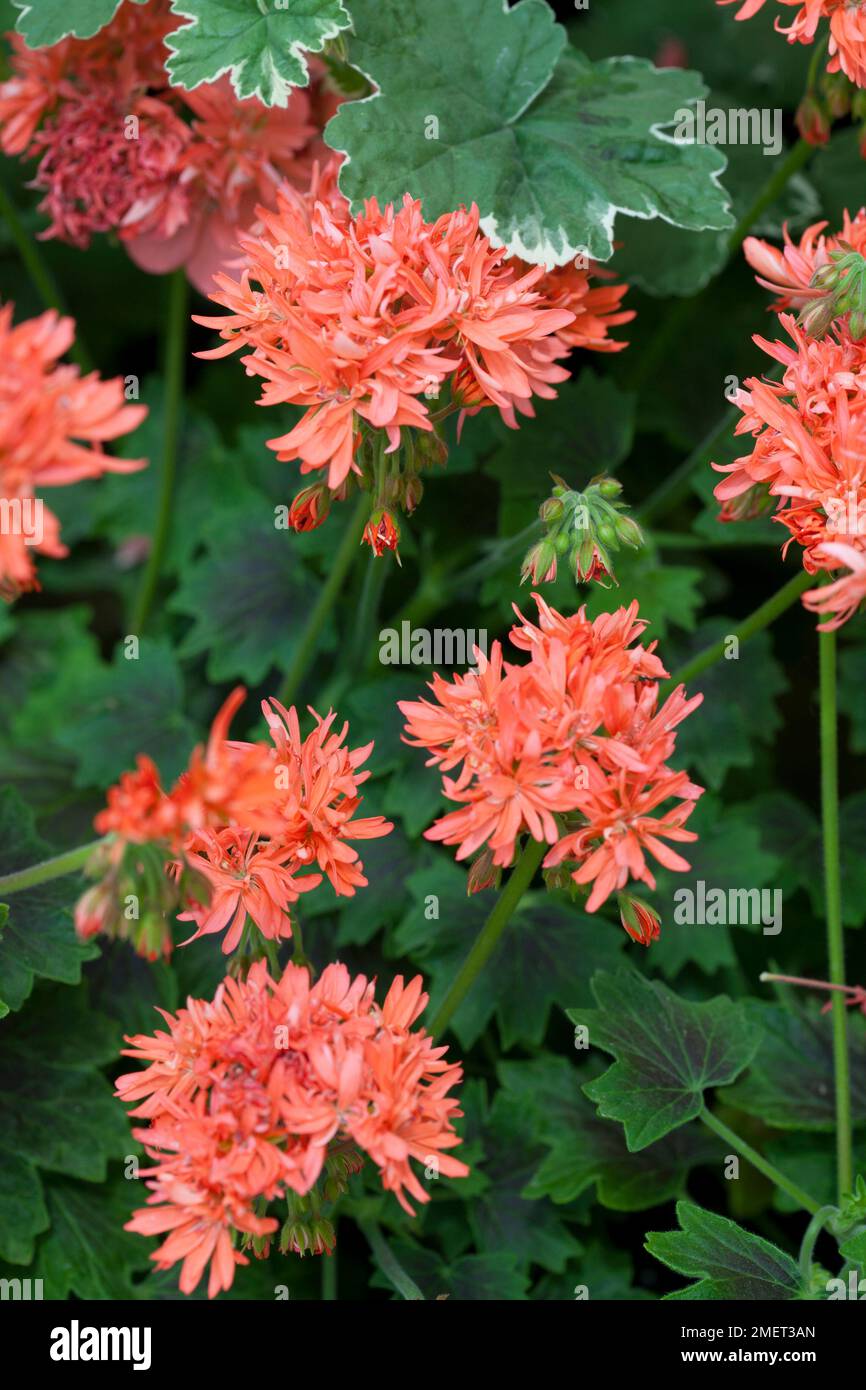 Pelargonium 'Grandad Mac' Stock Photo - Alamy