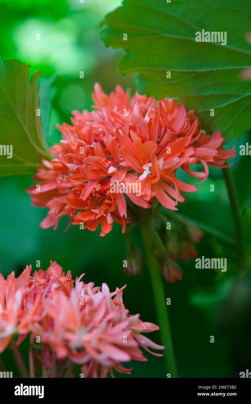 Grandad garden hi-res stock photography and images - Alamy