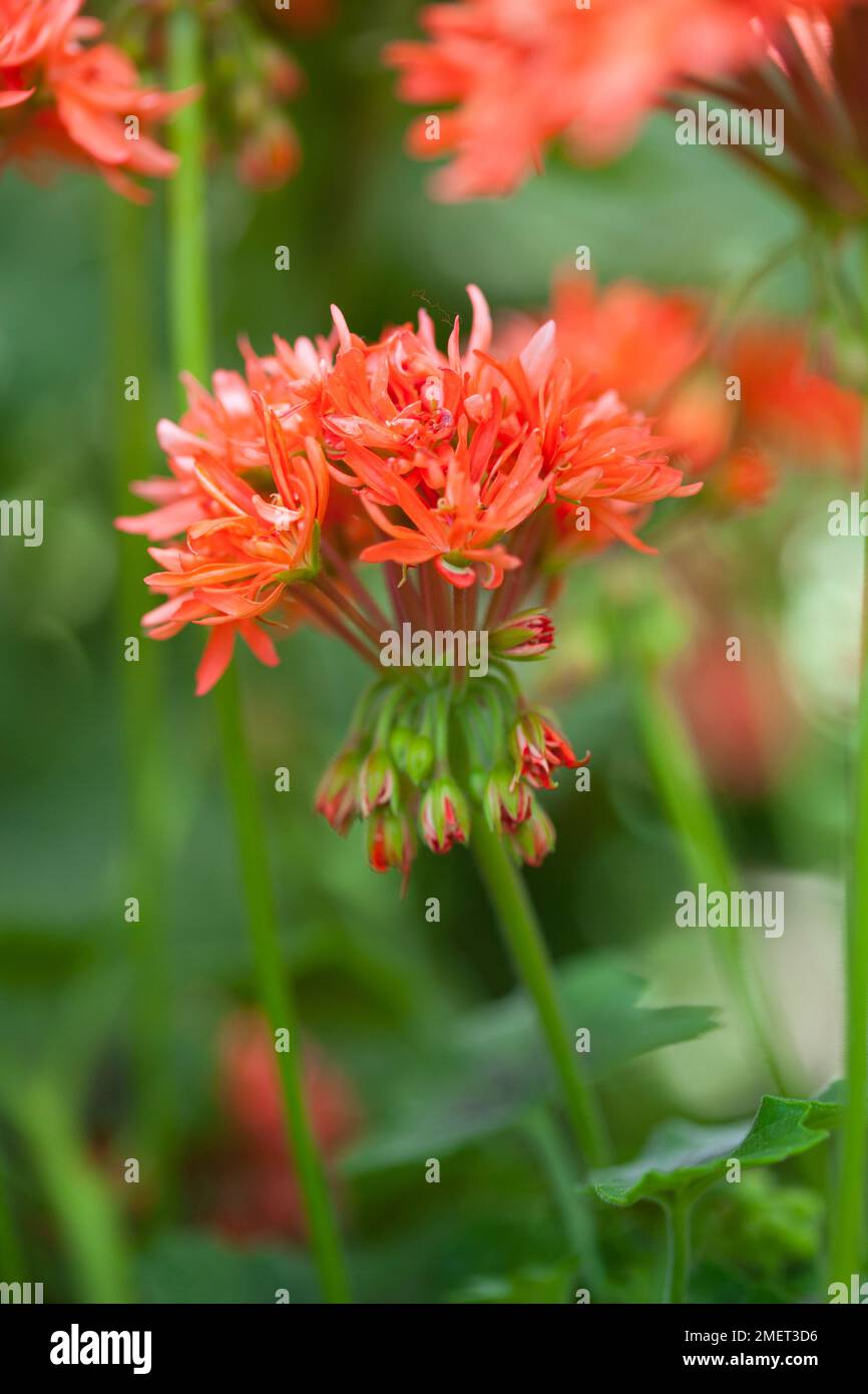 Grandad garden hi-res stock photography and images - Alamy