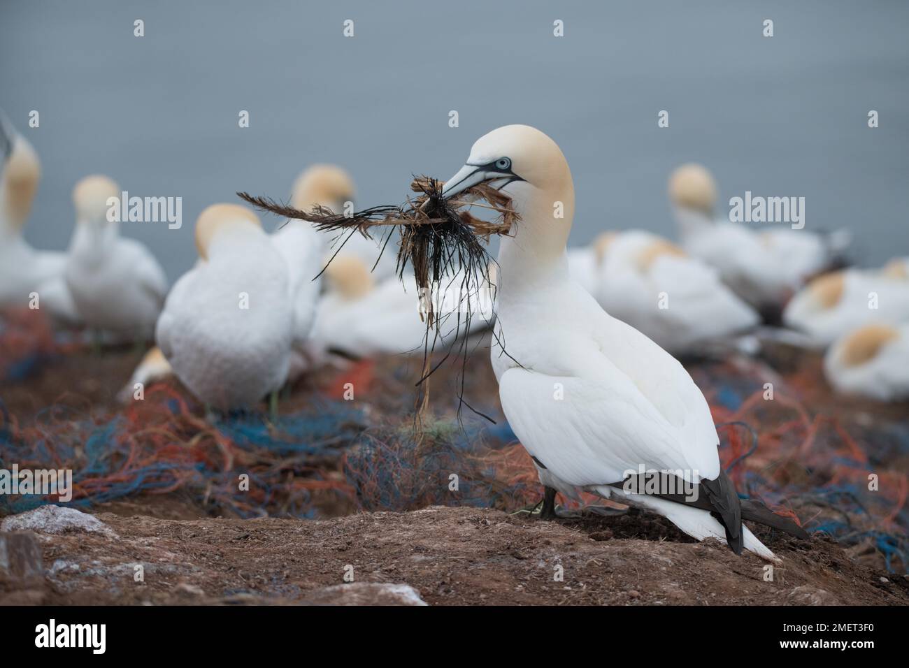 Northern gannet (Morus bassanus), bird standing with nesting material ...