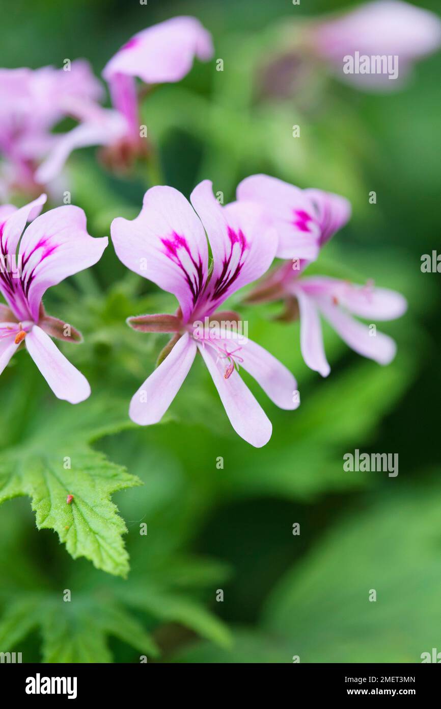 Pelargonium mabel grey hi-res stock photography and images - Alamy