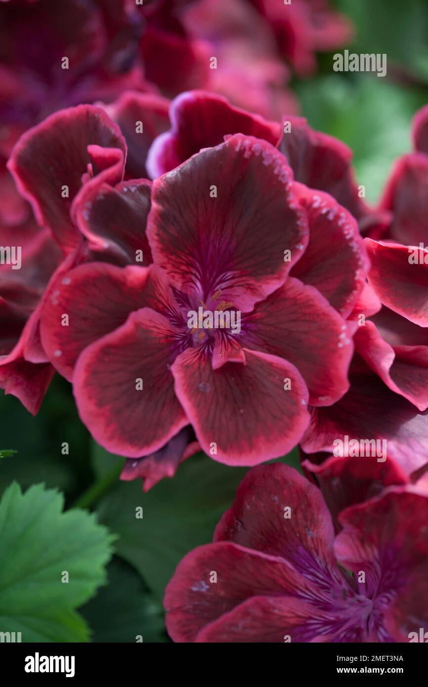 Pelargonium sefton hi-res stock photography and images - Alamy