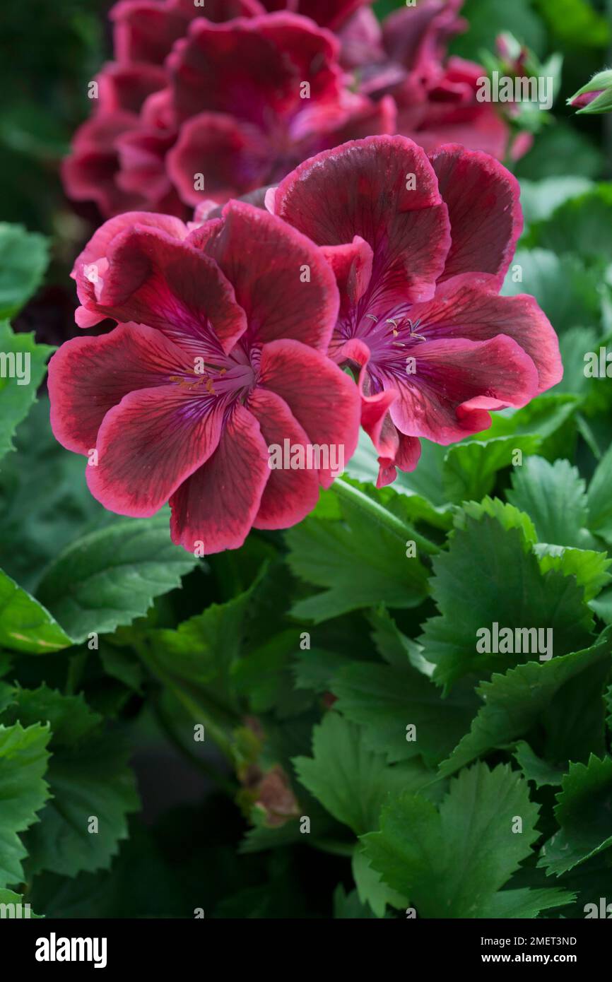 Pelargonium sefton hi-res stock photography and images - Alamy