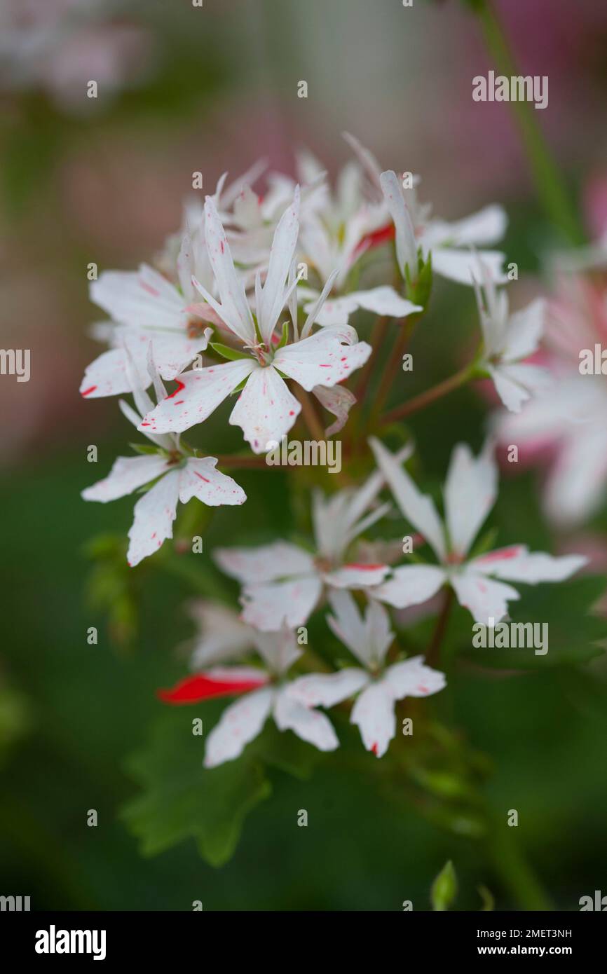 Pelargonium 'Vectis Glitter' Stock Photo - Alamy