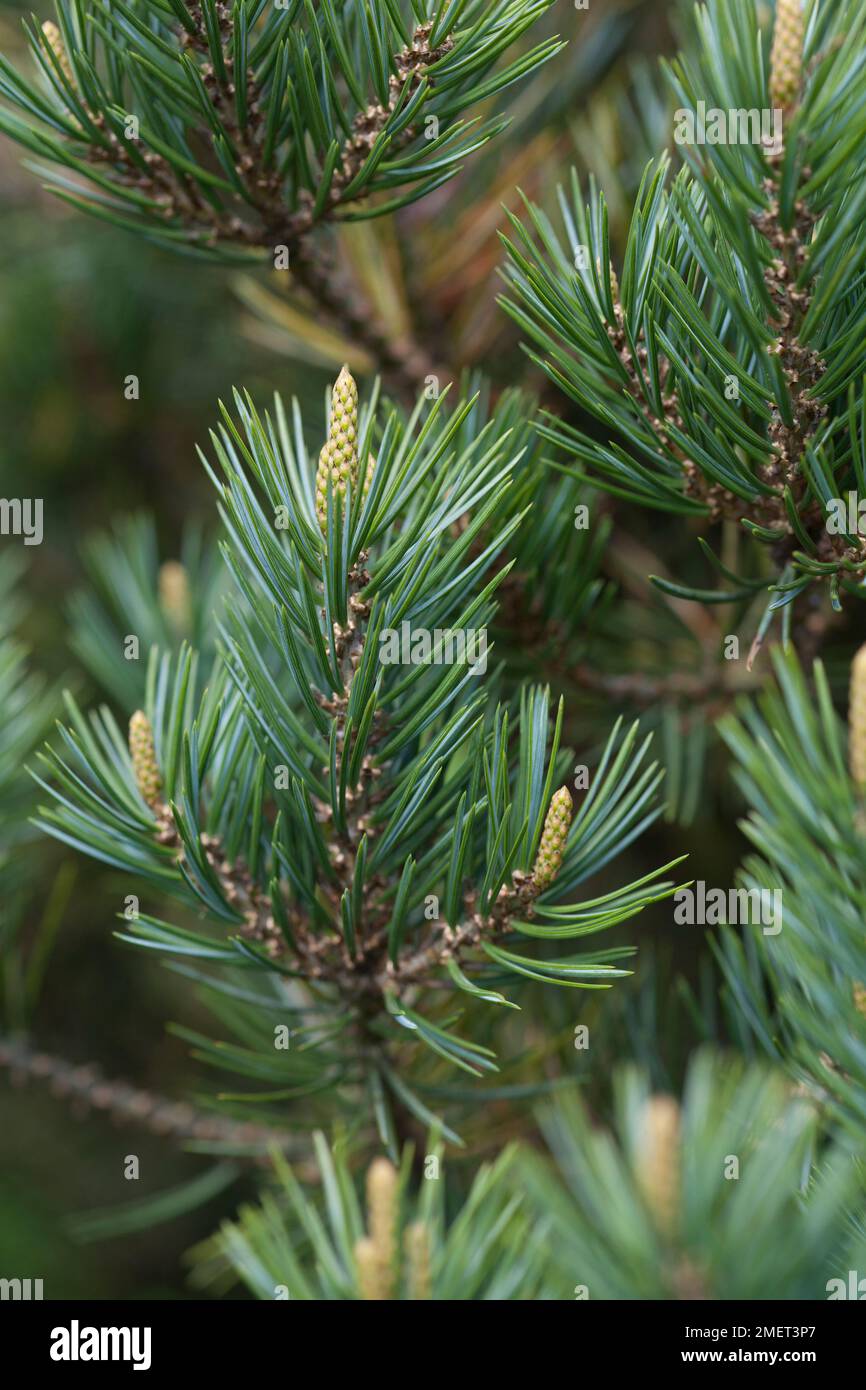 Cembroides hi-res stock photography and images - Alamy