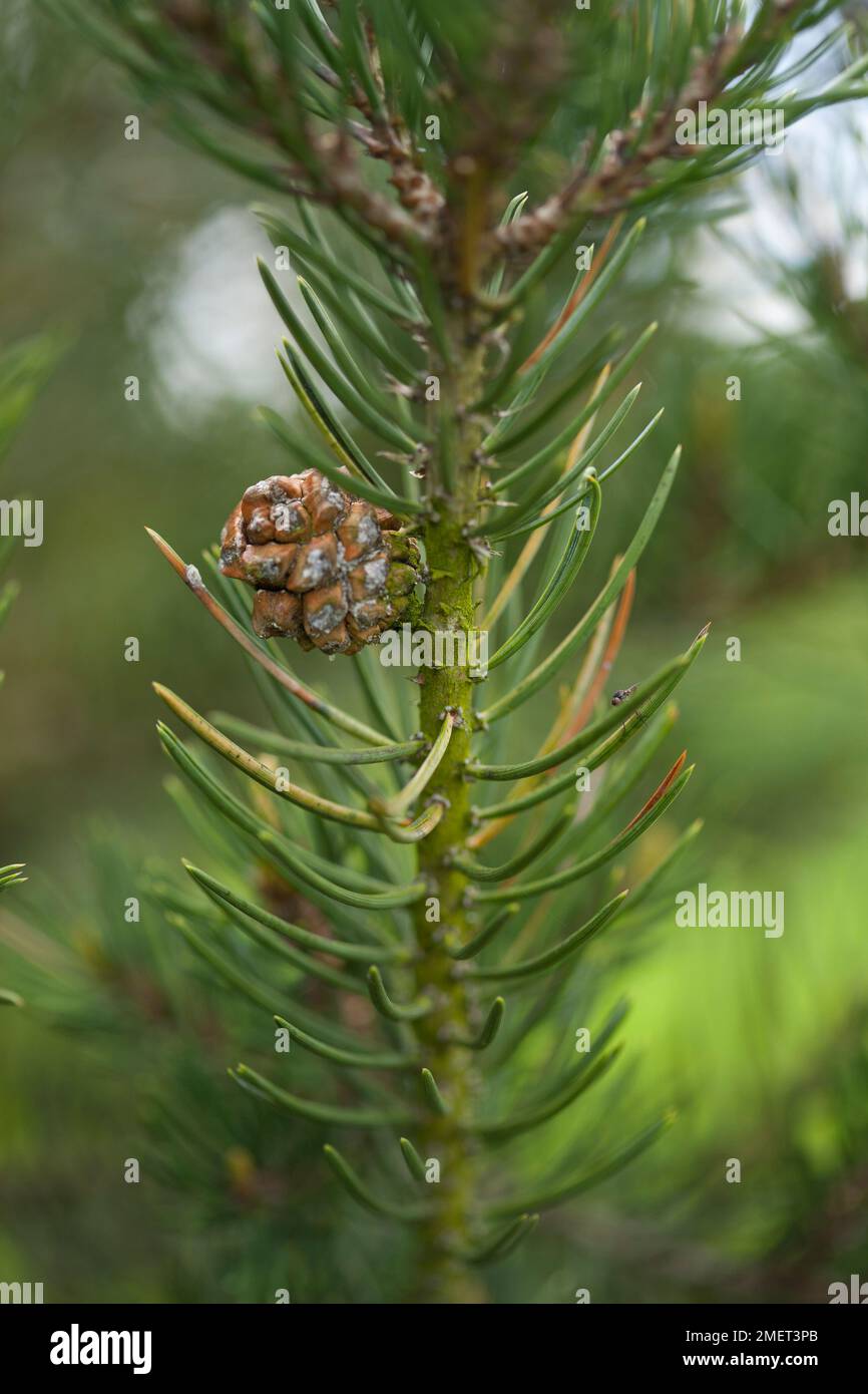 Pinus edulis hi-res stock photography and images - Alamy