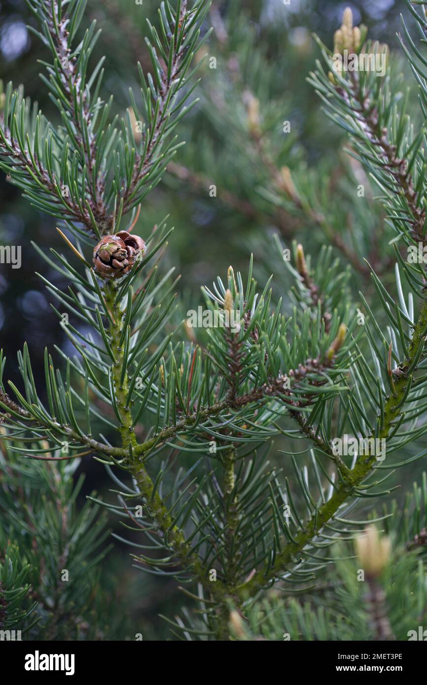 Pinus edulis hi-res stock photography and images - Alamy