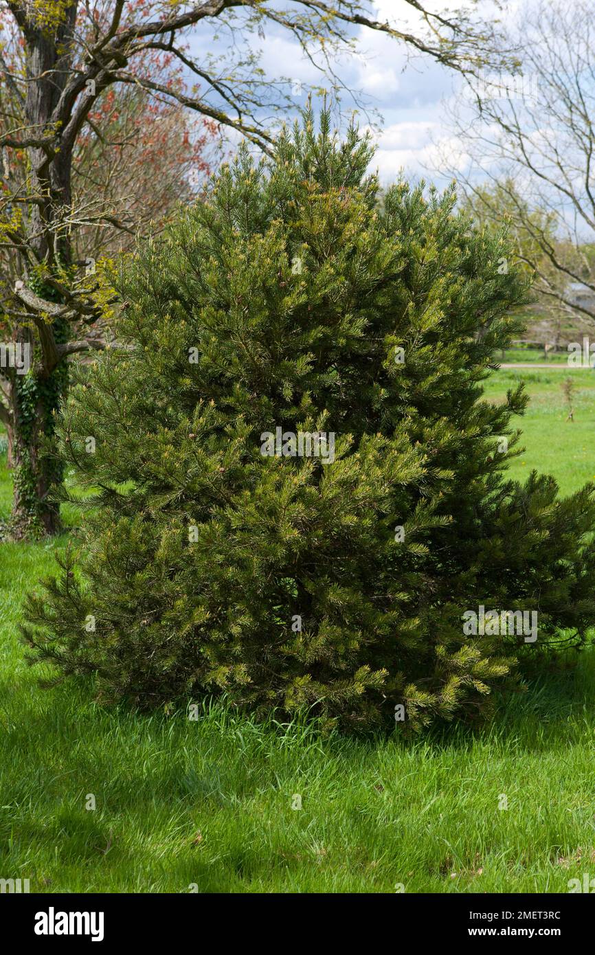 Pinus edulis hi-res stock photography and images - Alamy