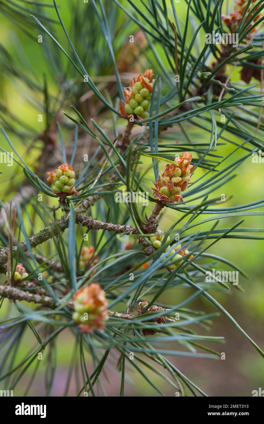 Pinus sylvestris fastigiata hi-res stock photography and images - Alamy